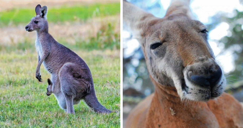 35 Incredible Kangaroo Facts That Sound Fake But Aren’t - Zoomba